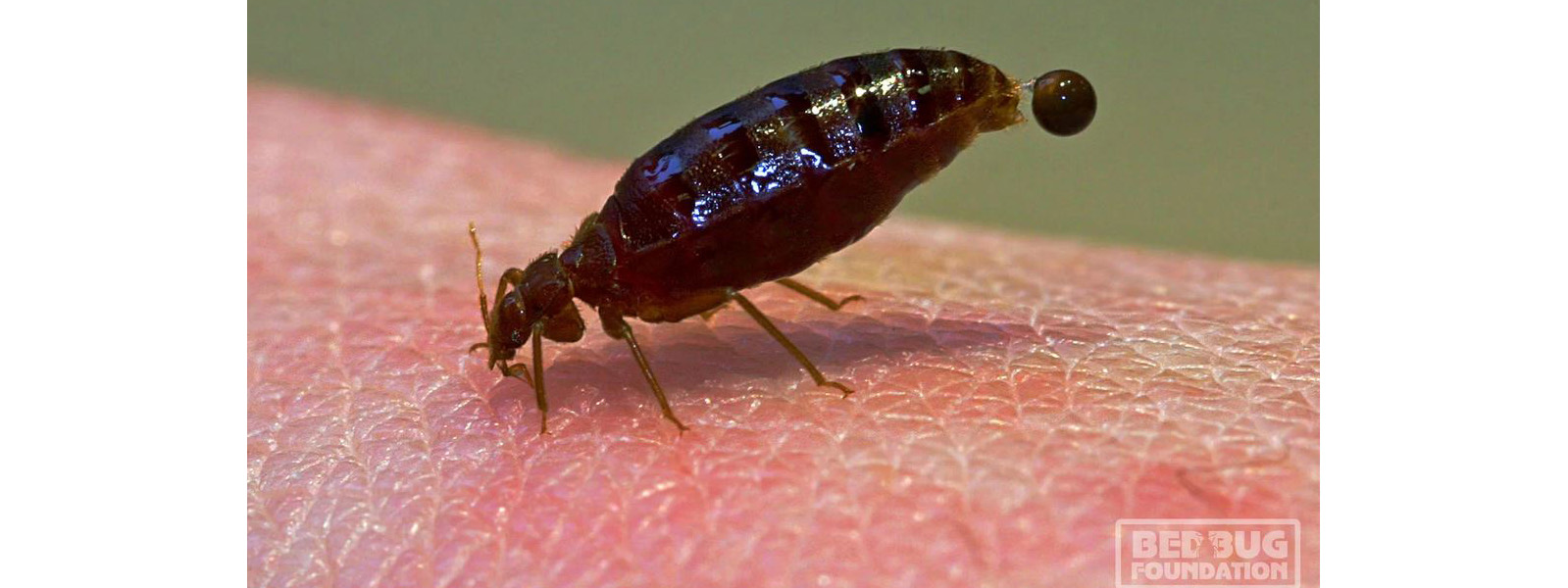 Bettwanzenspürhunde Leipzig - Infos zu Bettwanzen