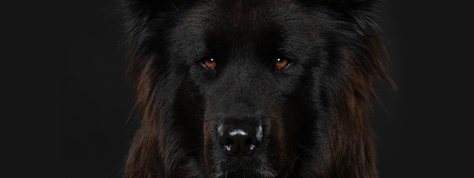 Bettwanzenspürhunde Leipzig